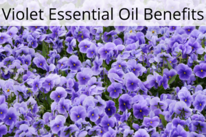 5 Amazing Violet Essential Oil Benefits and Uses