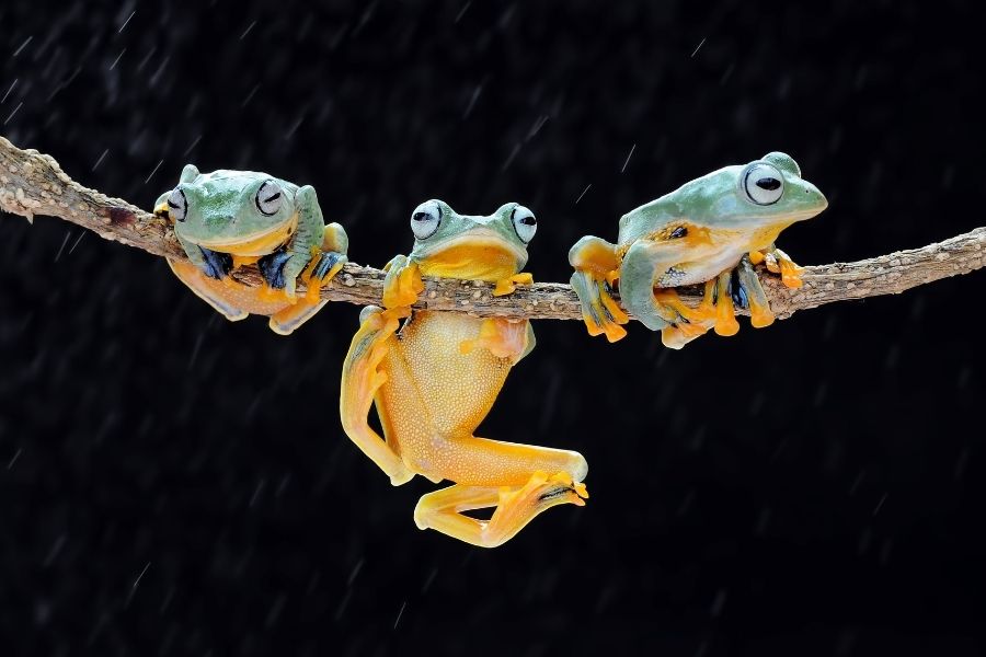 Dreaming About Frogs Meaning Interpretation Of Frog Dreams Dreaming About Frogs Meaning Interpretation Of Frog Dreams