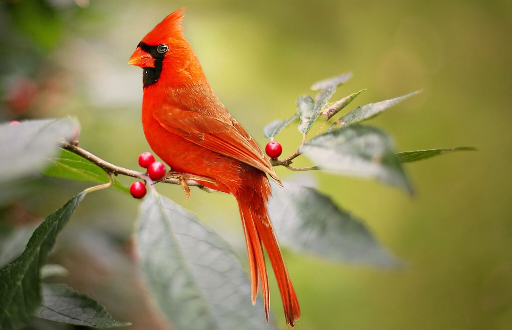 Symbolism of the Red Cardinal
