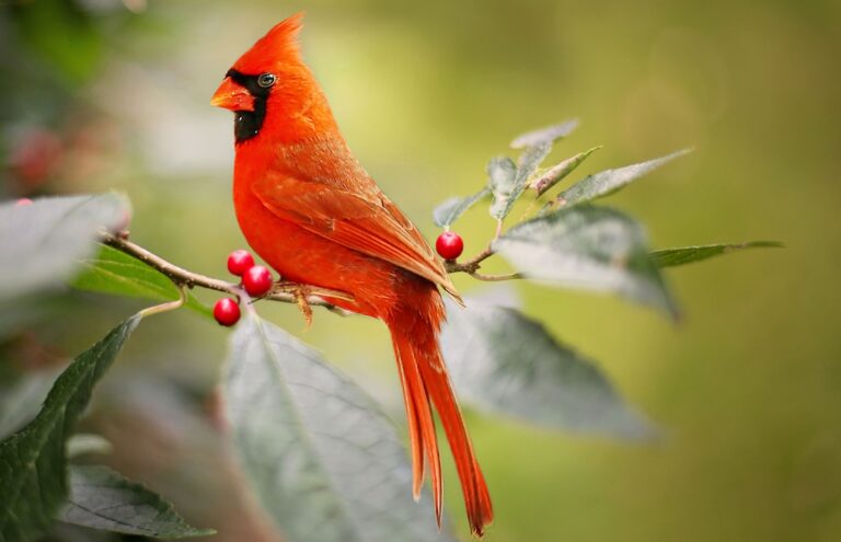 Symbolism of the Red Cardinal