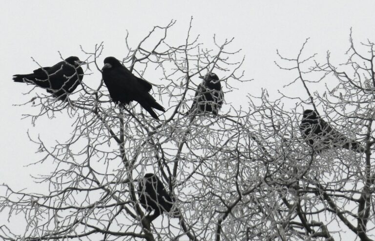 Symbolism & Meaning of Different Numbers of Crows