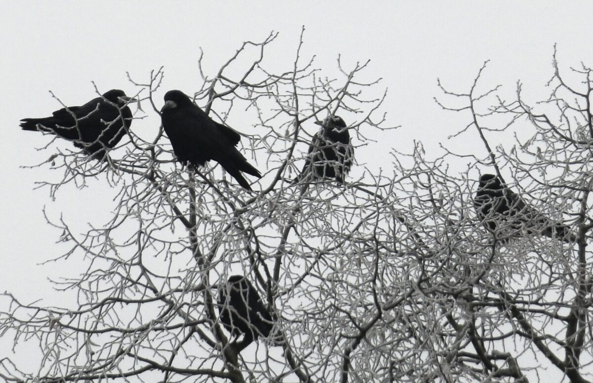 Symbolism & Meaning of Different Numbers of Crows